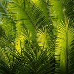 List Palme parfemski sastojak, List Palme mirisi i esencijalna ulja Panamea